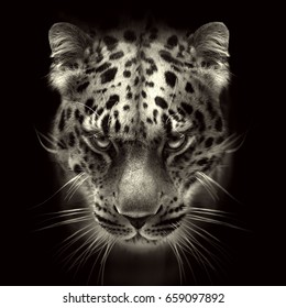 1,697 Leopard Facing Camera Images, Stock Photos & Vectors | Shutterstock