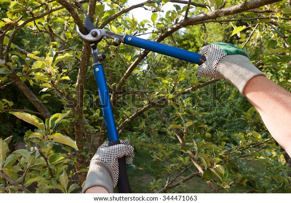 Farmer Pruning Apple Tree Pruning Shears Stock Photo 344471063 ...