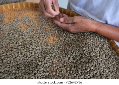 Farmer Sorting Grading Coffee Bean Workers Stock Photo 732642736 ...