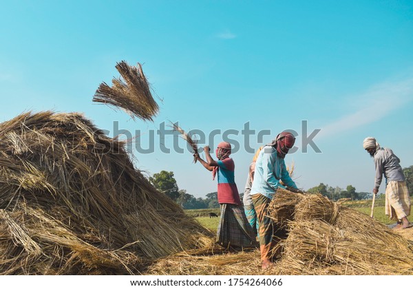 Farmer Thresh Rice Field Stack Straw Stock Photo 1754264066 | Shutterstock