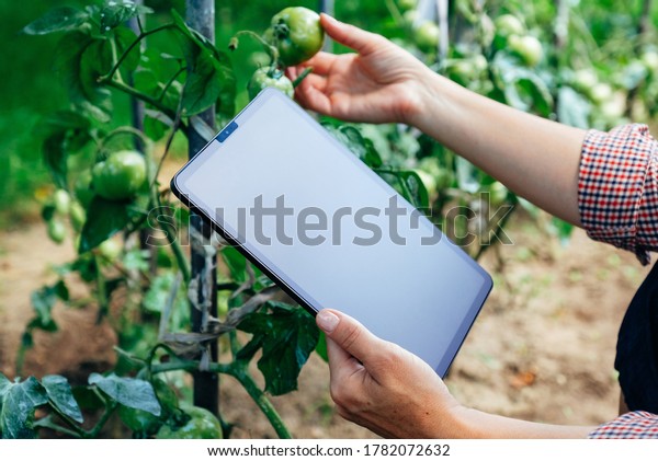 Farmer Using Digital Tablet Computer Greenhouse Stock Photo (Edit Now ...