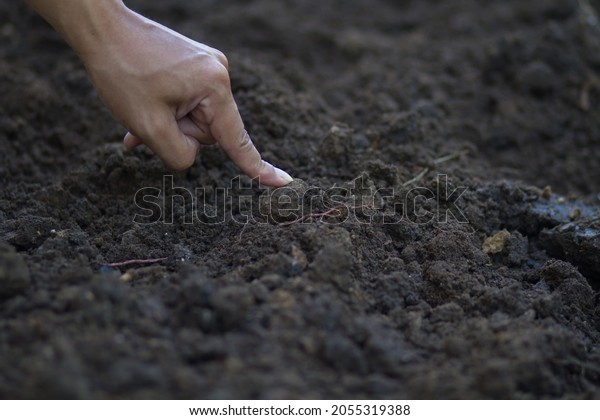 Farmer Using Finger Testing Soil Before Stock Photo 2055319388 ...