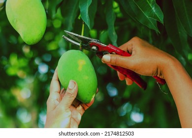 11,303 Farmer scissors Images, Stock Photos & Vectors | Shutterstock