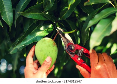 11,303 Farmer scissors Images, Stock Photos & Vectors | Shutterstock