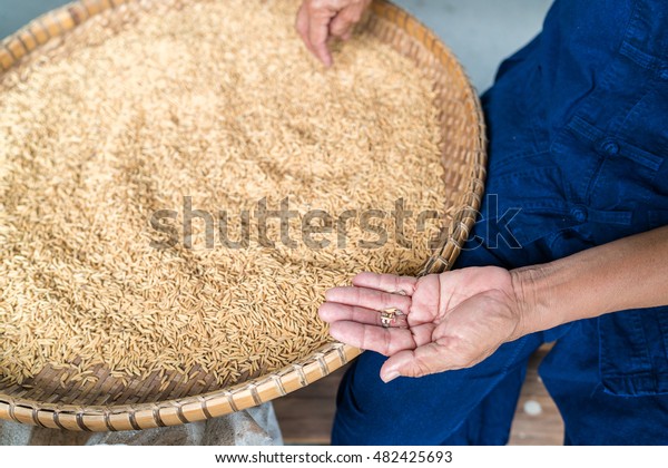 Farmers Sit Sorting Grain Rice Apart Stock Photo 482425693 | Shutterstock