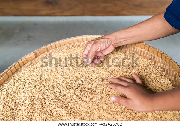 Farmers Sit Sorting Grain Rice Apart Stock Photo 482425702 | Shutterstock