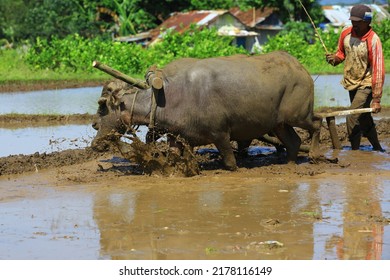 6,738 Buffalo Plowing Field Images, Stock Photos & Vectors | Shutterstock