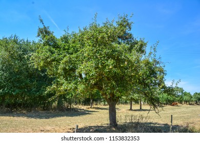 Farming Old Apple Tree Stock Photo 1153832353 | Shutterstock