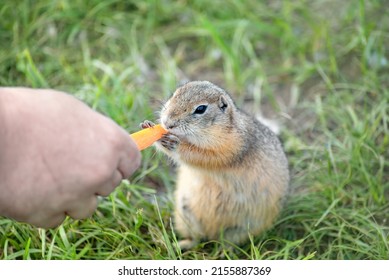 Fat Cute Gopher Eats Carrot Mans Stock Photo 2155887369 | Shutterstock