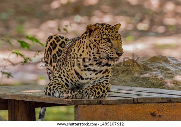 Fat Leopard Various Posture Stock Photo 1485107612 | Shutterstock