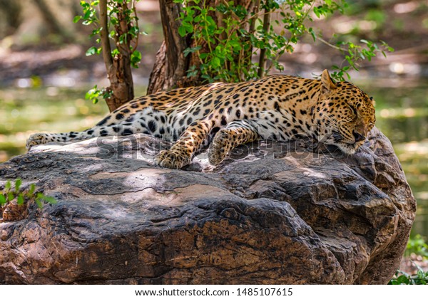 Fat Leopard Various Posture Stock Photo 1485107615 | Shutterstock