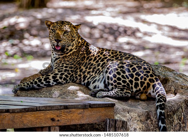 Fat Leopard Various Posture Stock Photo 1485107618 | Shutterstock