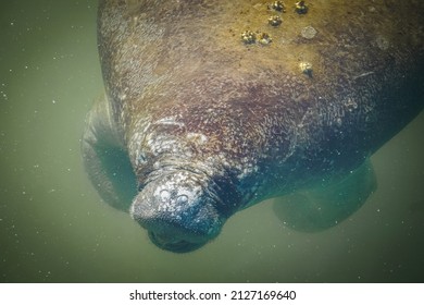 97 Barnacle back Images, Stock Photos & Vectors | Shutterstock
