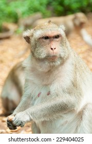 Fat Monkey Stock Photo 229404025 | Shutterstock