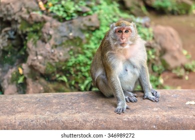 Fat Monkey Stock Photo 346989272 | Shutterstock