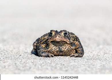147 imágenes de Grumpy toad - Imágenes, fotos y vectores de stock ...