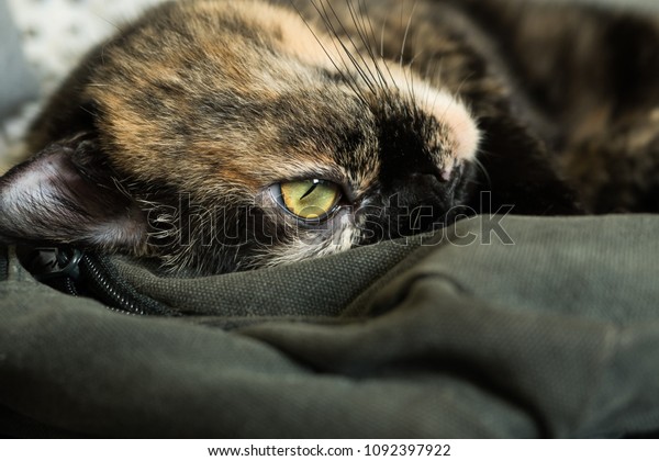 Fat Tortoiseshell Cat Stock Photo 1092397922 | Shutterstock