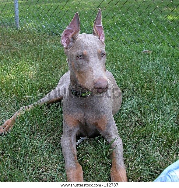 Fawn Doberman Stock Photo (Edit Now) 112787