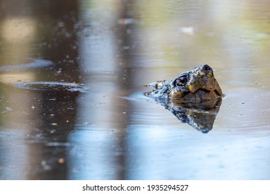 230 Turtle hibernation Images, Stock Photos & Vectors | Shutterstock