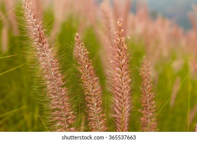 103,940 Feather grass field Images, Stock Photos & Vectors | Shutterstock