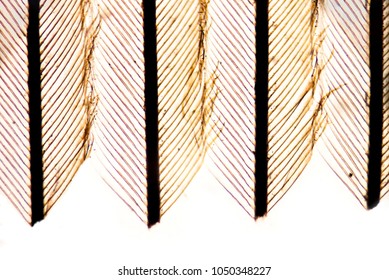 176 fotos de Feather microscope - Fotos, imágenes y otros productos ...