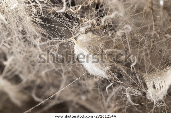 Feather Web Stock Photo 292612544 | Shutterstock