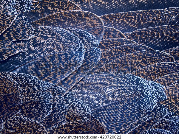 Feathers Abstract Background Texture Feathers Wing Stock Photo (Edit ...