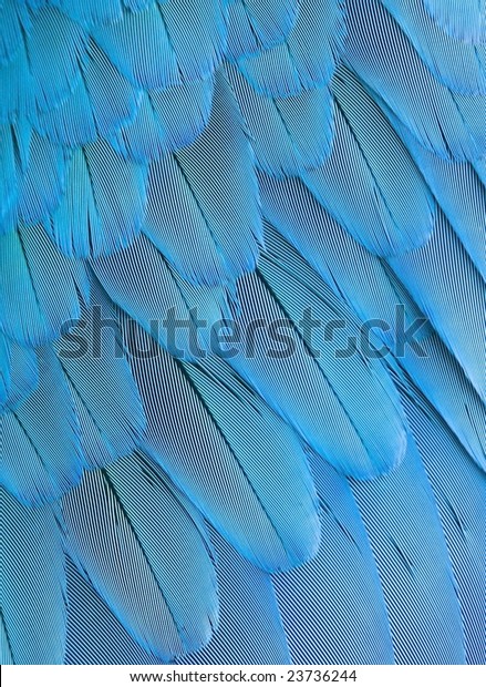 Feathers Background Bird Wing Texture Blue Stock Photo 23736244 ...
