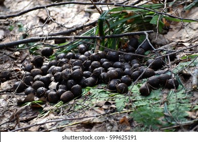 35 Wild boar poop Images, Stock Photos & Vectors | Shutterstock