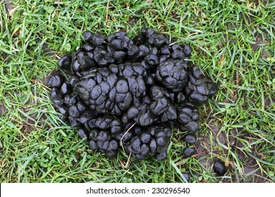 451 рез. по запросу «Sheep poop» — изображения, стоковые фотографии и ...