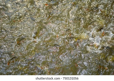 Graye Stone Texture Background Stock Photo 1411482959 | Shutterstock