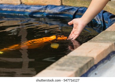2,953 Man feeding fish Images, Stock Photos & Vectors | Shutterstock