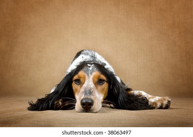 841 Dog disappointed Images, Stock Photos & Vectors | Shutterstock