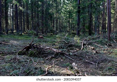 4,605 Disappearance forest Images, Stock Photos & Vectors | Shutterstock