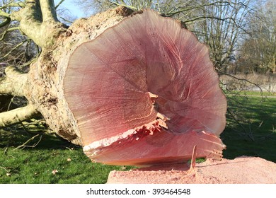 Felled Tree Stock Photo 393464548 | Shutterstock