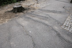 Roots Breaking Through Driveway, a Nature Photo by LisaKoubou