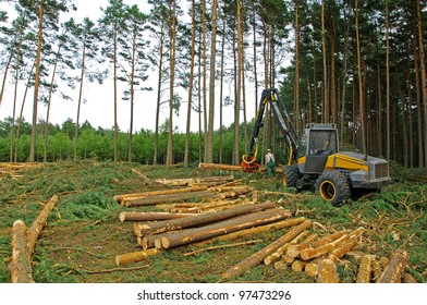 Felling Forest Stock Photo 97473296 | Shutterstock