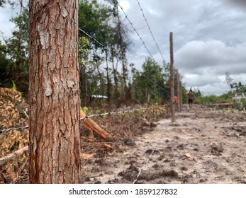 Fence Forest Using Wire Stock Photo 1859127832 | Shutterstock