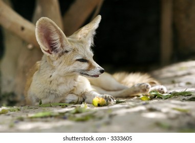 Fennec Fox Stock Photo 3333605 | Shutterstock