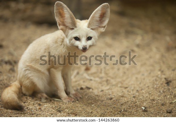 Fennec Fox Stock Photo (Edit Now) 144263860