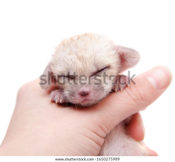 Fennec Fox Cub 2 Weeks Old Stock Photo 1650275989 | Shutterstock