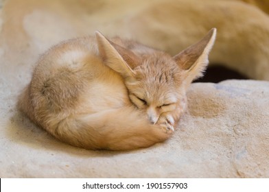 387 Fennec fox sleeping Stock Photos, Images & Photography | Shutterstock
