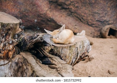740 Curled up fox Images, Stock Photos & Vectors | Shutterstock