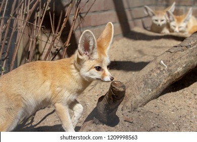 Fennec Fox Standing Front Two Fennec Stock Photo 1209998563 | Shutterstock