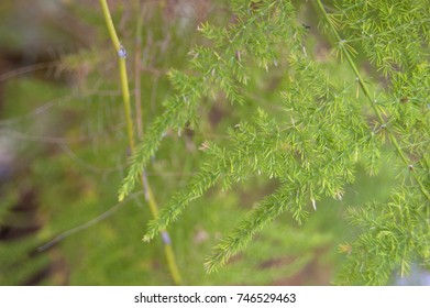 Fent Images, Stock Photos & Vectors | Shutterstock