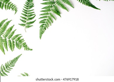 15,426 Fern top view Images, Stock Photos & Vectors | Shutterstock