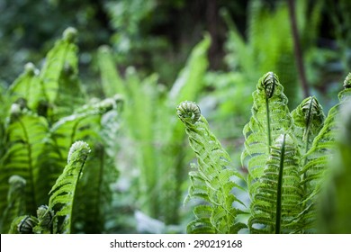 Fern Forest Stock Photo 290219168 | Shutterstock