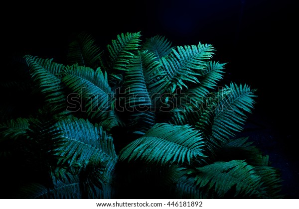 Fern Moonlight Stock Photo (Edit Now) 446181892