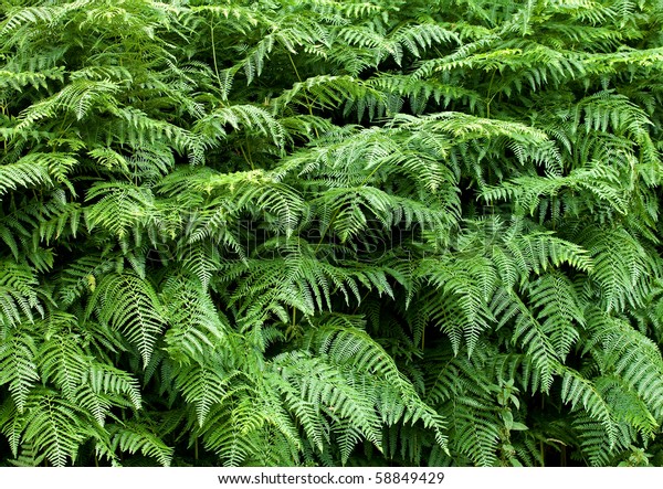 Fern Texture Background 1 Stock Photo 58849429 | Shutterstock