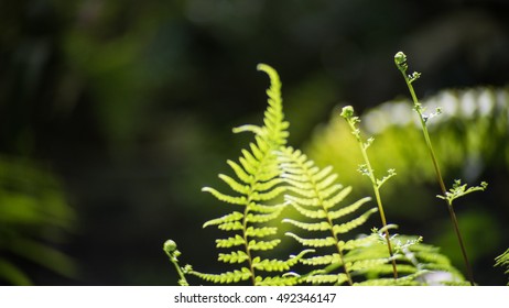 4,096 Silver fern Images, Stock Photos & Vectors | Shutterstock